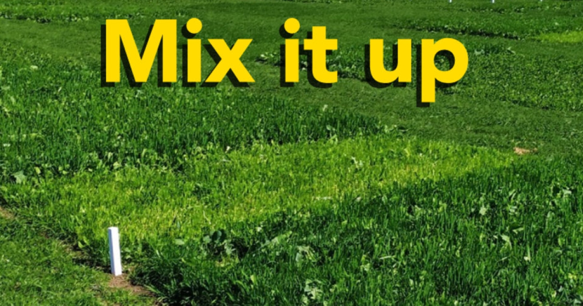 Mix it up | Barenbrug
